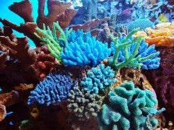 Polygem 1618 Clear Zoopoxy – brickintheyard